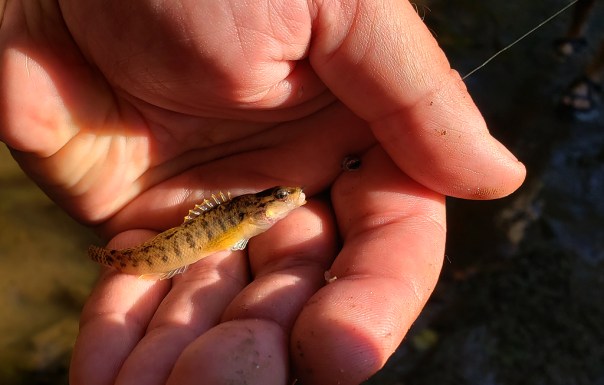 Pentecost and the Snail Darter | Peter's Outer Cape Portico
